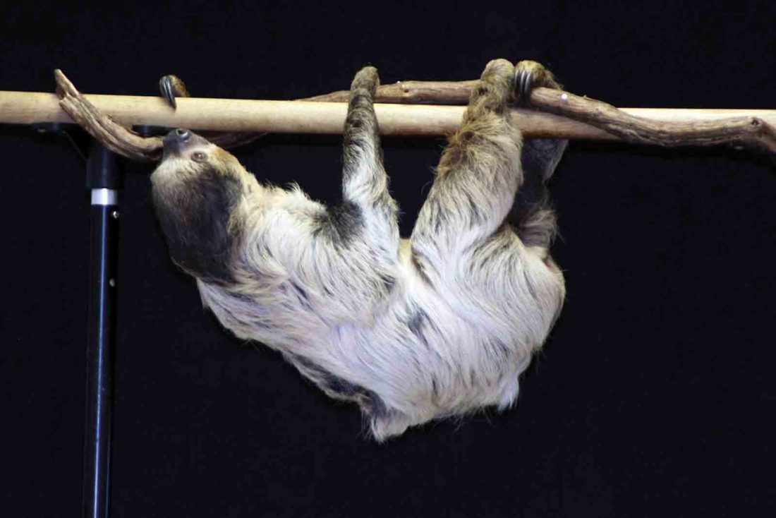 Photo Gallery: Wild Things | News, Sports, Jobs - News and Sentinel